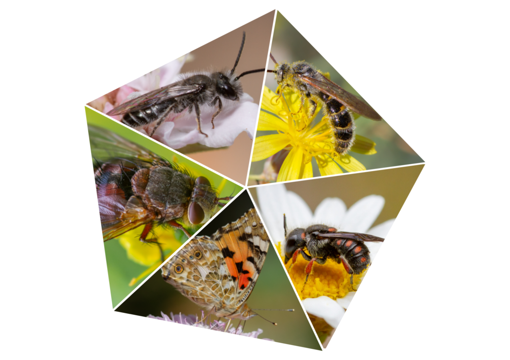 Sobre nosotros – Polinizadores